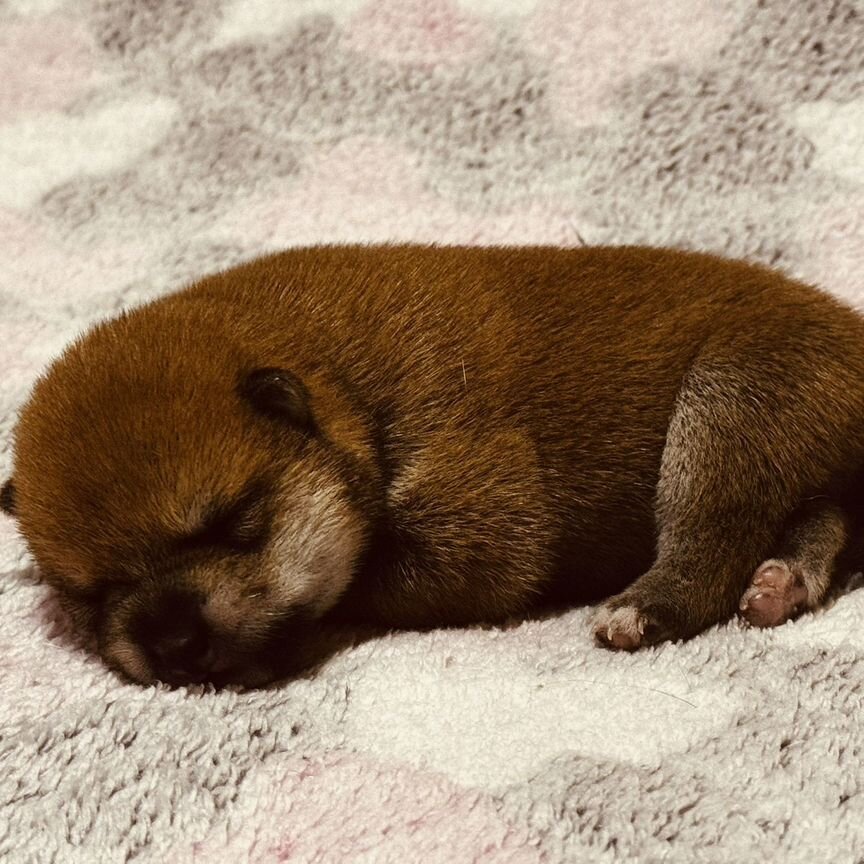 Щенки сиба от питомника