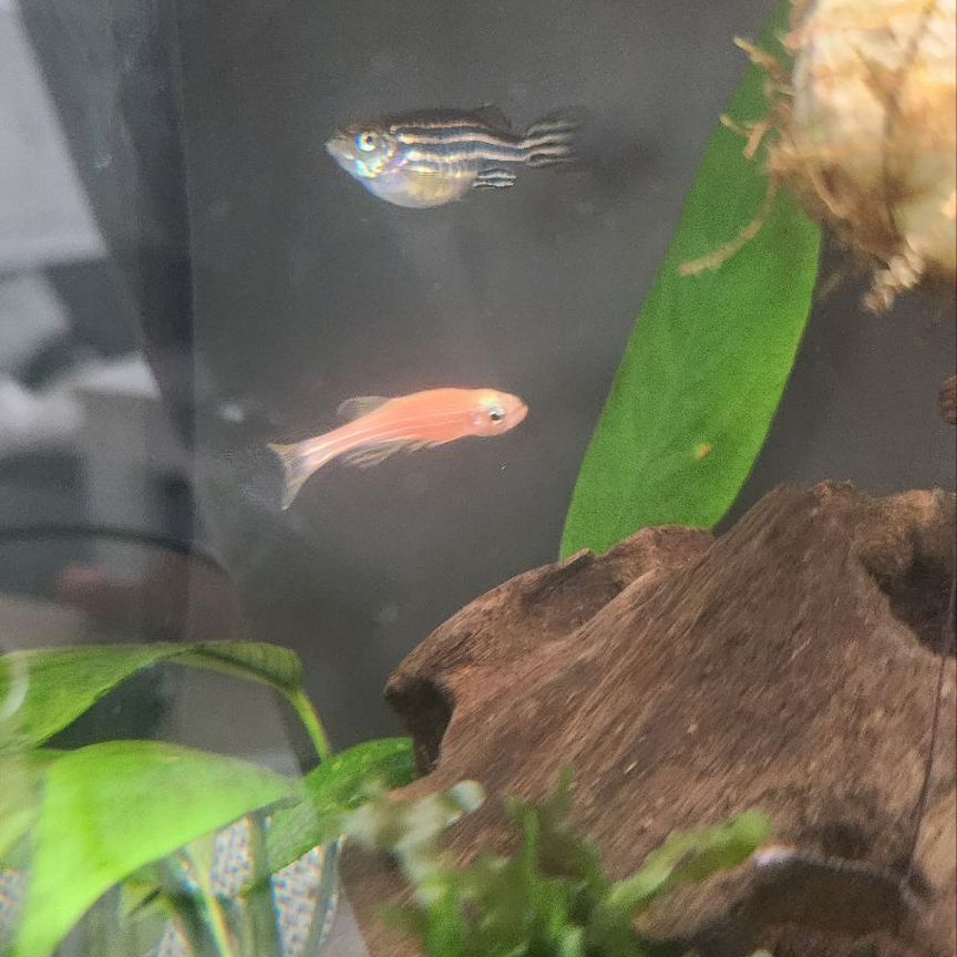 Рыбки данио гло