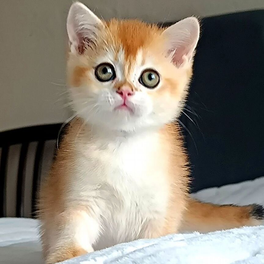 Шотландский вислоухий короткошёрстный котёнок