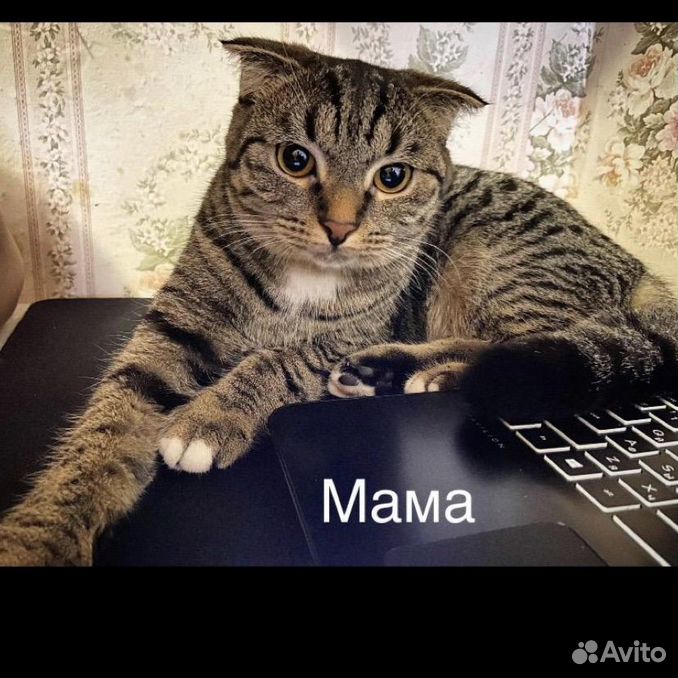 Шотландские котята бронь