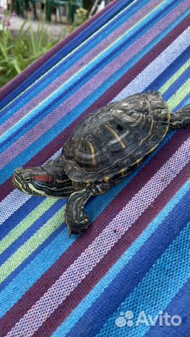 Красноухая черепаха бесплатно