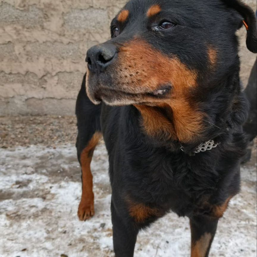 Отдам в добрые руки ротвейлера