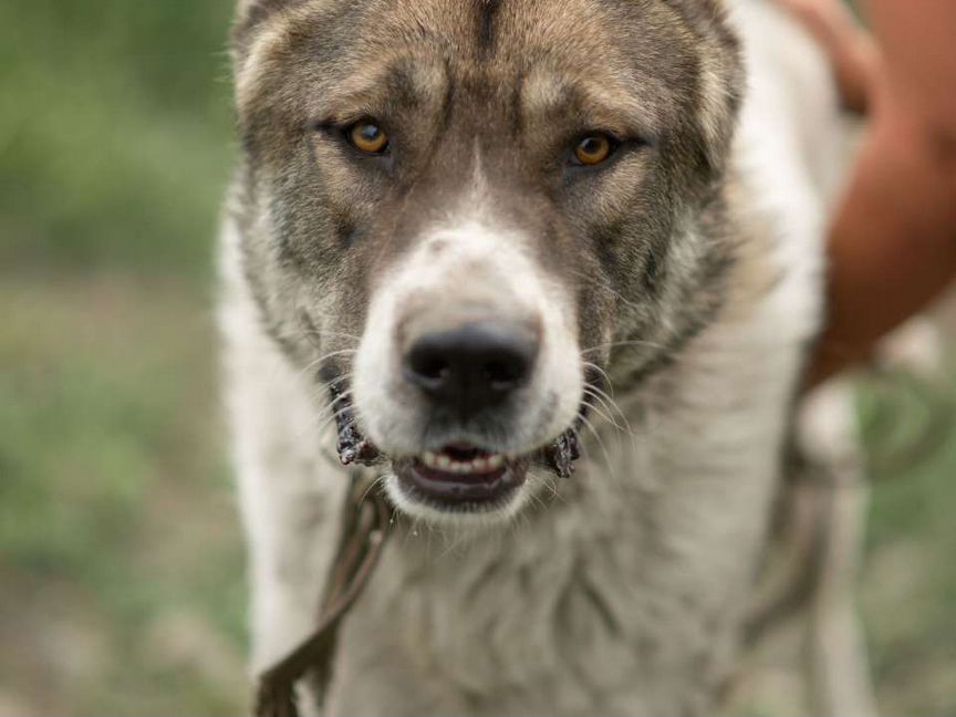 Среднеазиатская овчарка