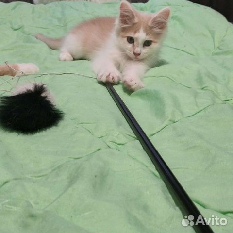 Котенок девочка в добрые руки