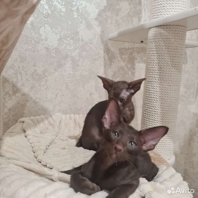 Ориентальные котятки с документами