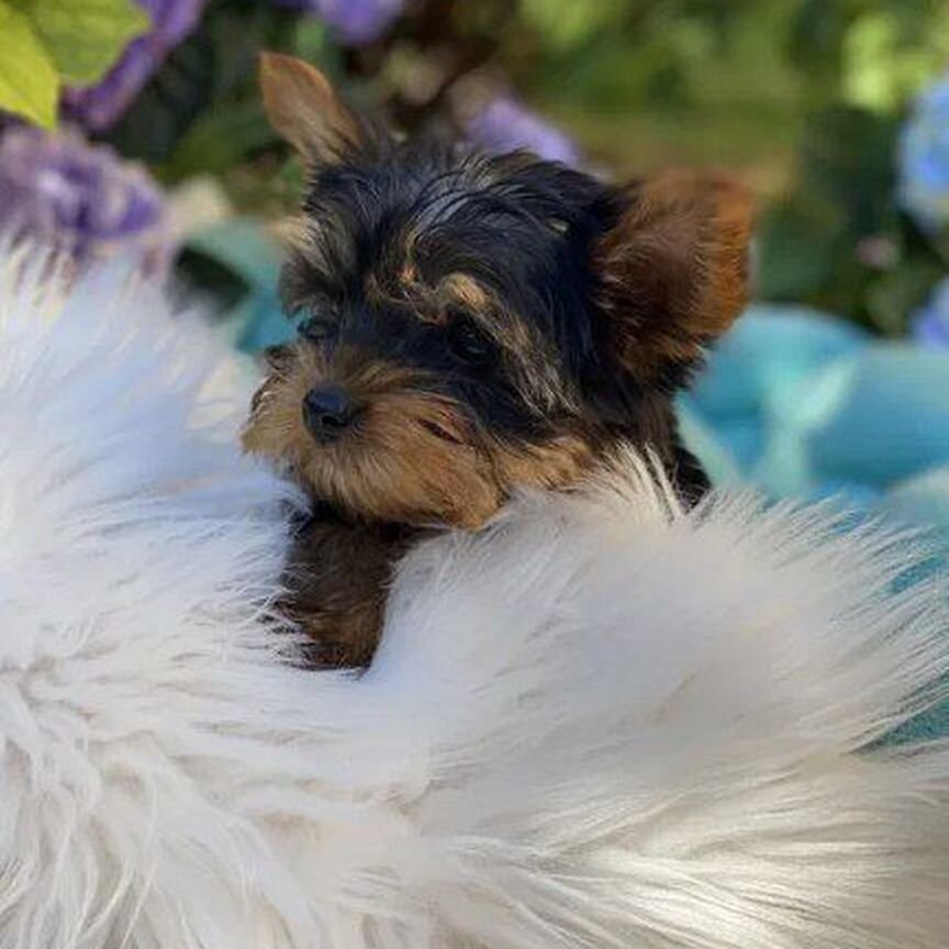 Йоркширский терьер мальчик