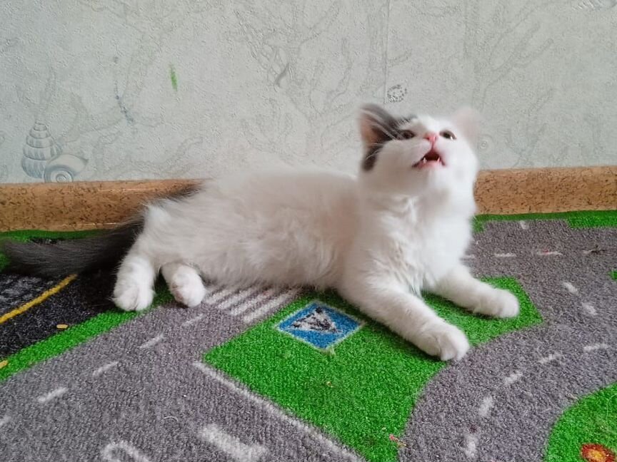 Пушистый котенок мальчик ищет семью