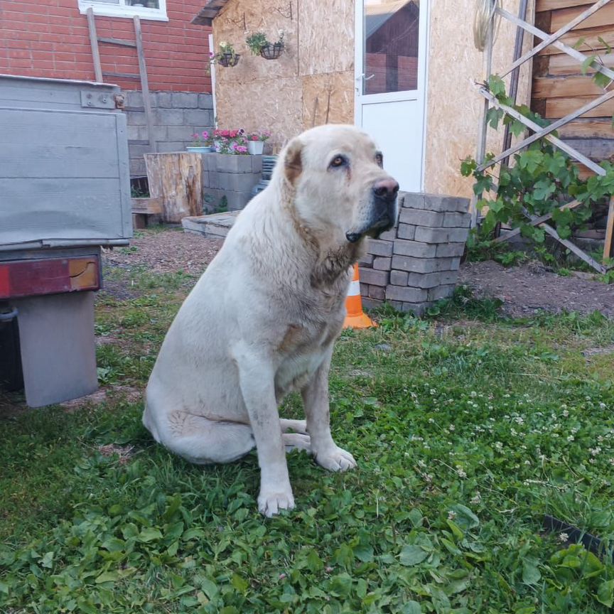 Среднеазиатская овчарка алабай вязка