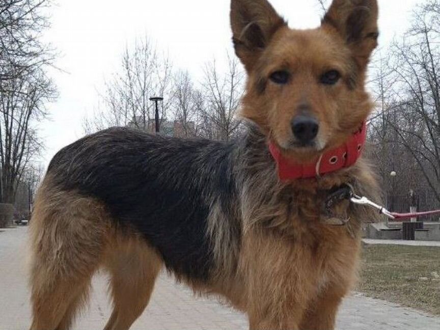 Альма ищет дом и любящую семью