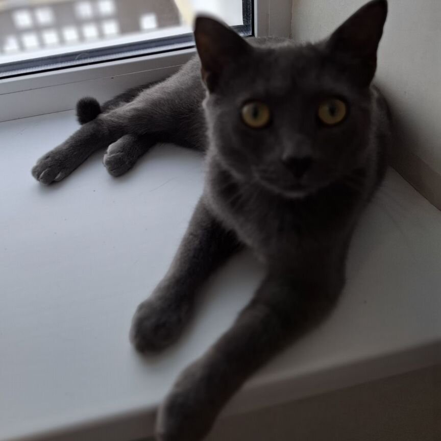 Отдам бесплатно кастрированного кота