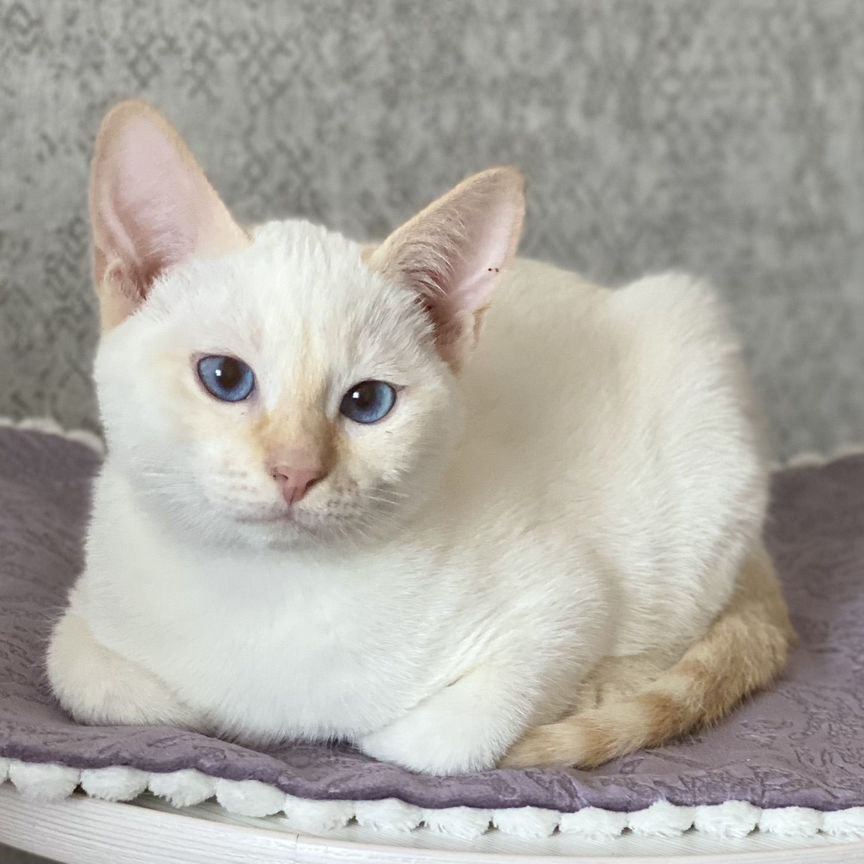 Тайские котята