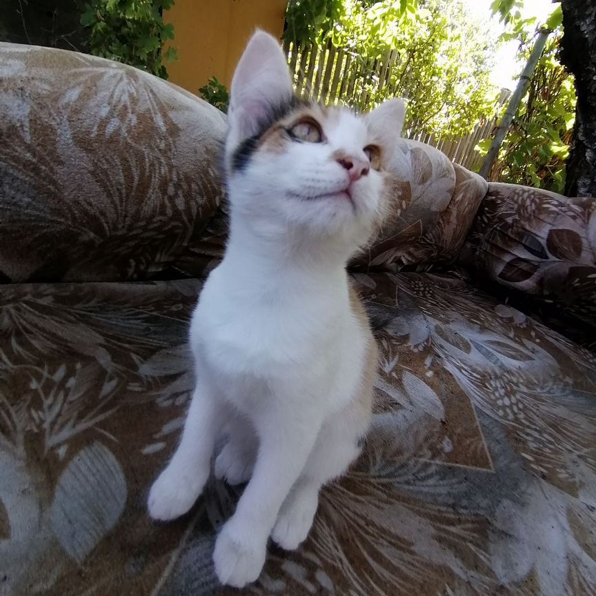Котенок ищет добрую семью
