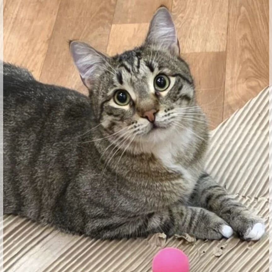 Взрослый кот в добрые руки