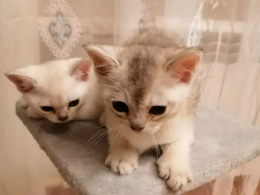 Котята бурмилла