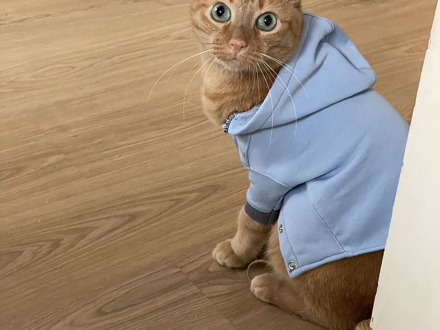 Одежда для кошек и собак, худи, ручная работа