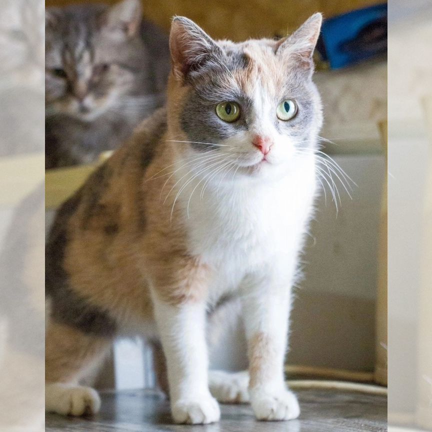 Кошечка-трехцветочка на счастье