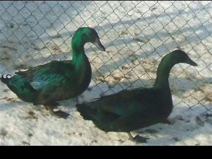 Селезни каюги