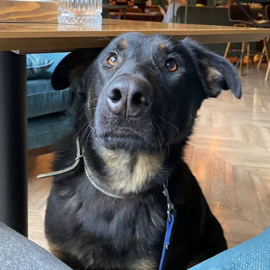 Роскошный чёрный немец овчарка в добрые руки