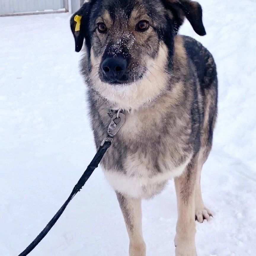 Молодой кобель в хорошие руки