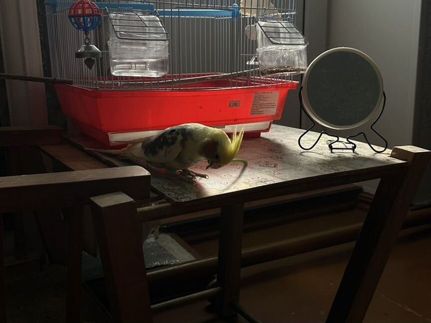 Попугай карелла с клеткой