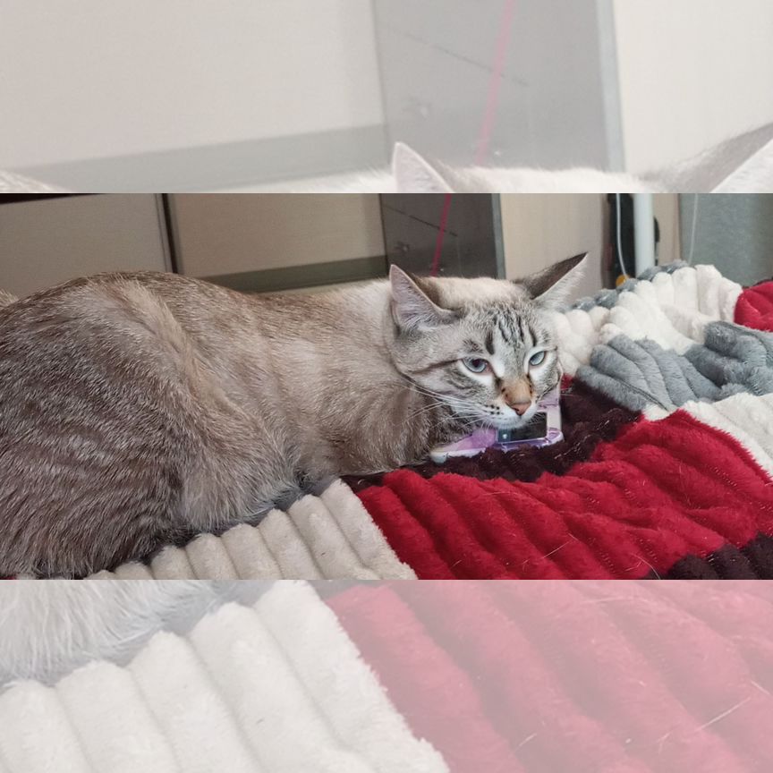 Тайский котёнок