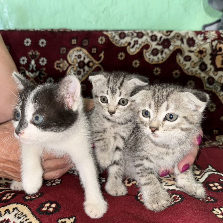 Котята в добрые руки