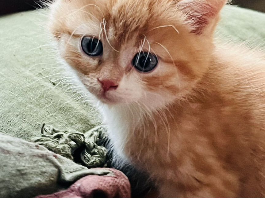 Сибирские котята в добрые руки