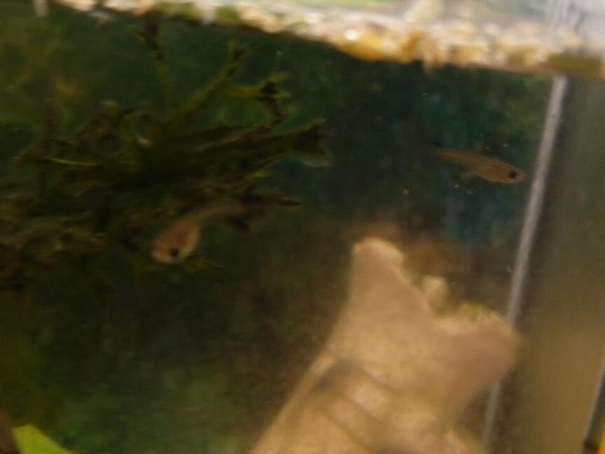 Мальки гуппи