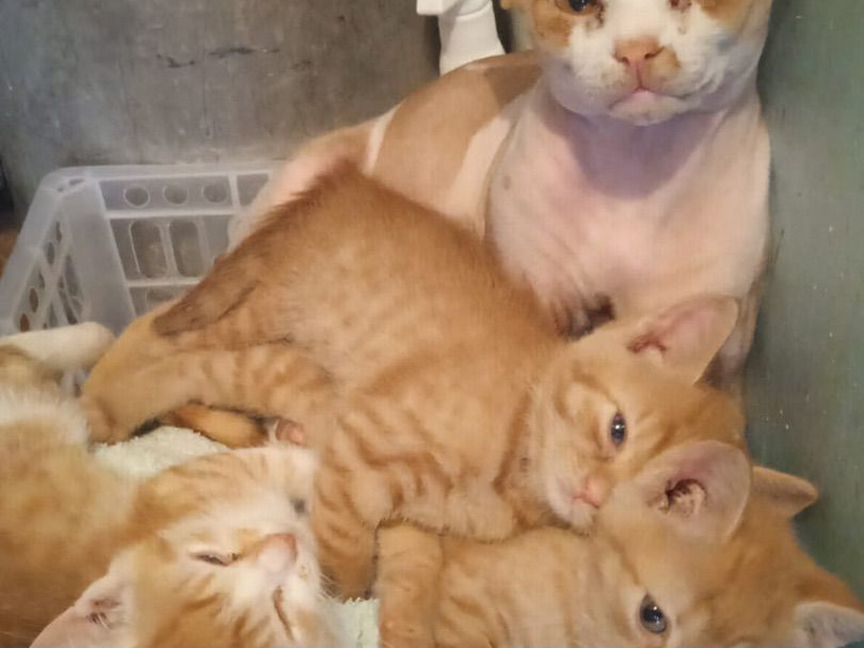 Котята в добрые руки даром, рыженькие