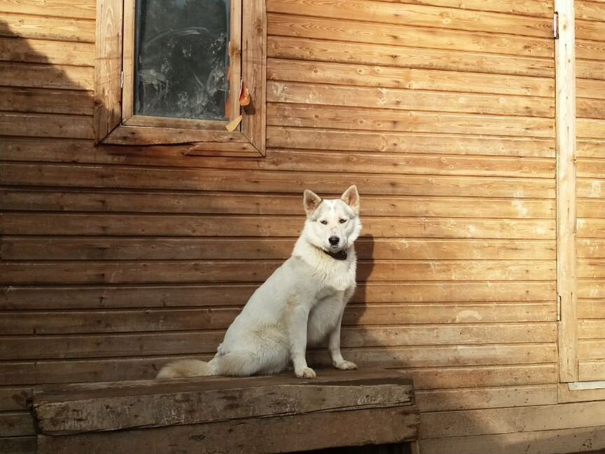 Собака в добрые руки