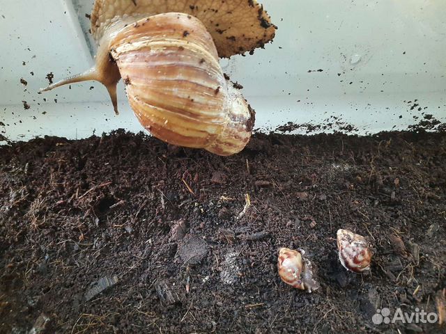 Улитки ахатины с терариумом