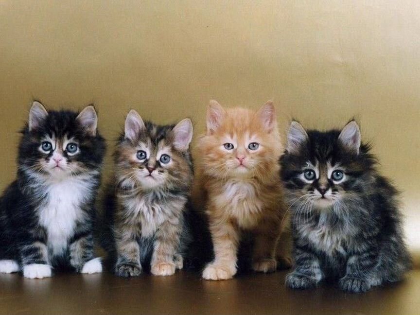 Норвежские лесные котята