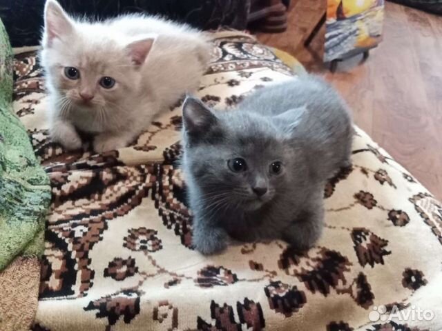 Милые котята бесплатно