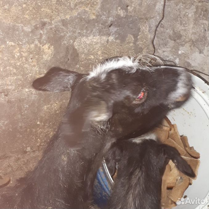 Коза дойная молочная