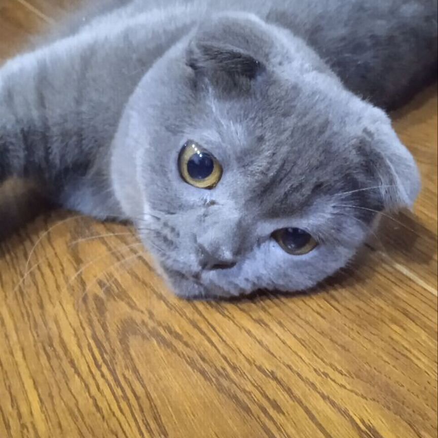 Отдам в добрые руки кошечку 3-х летку