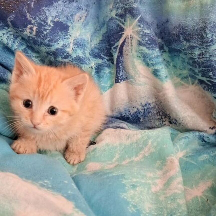 Котёнок в добрые руки