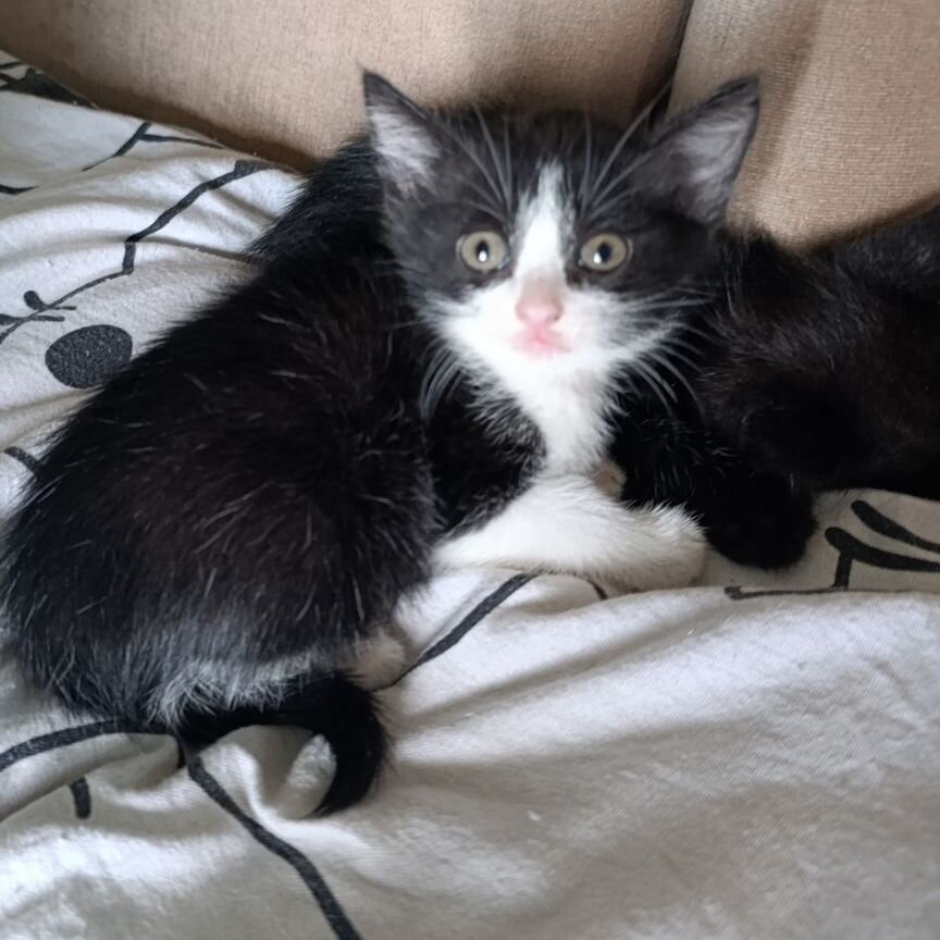 Котёнок в добрые руки