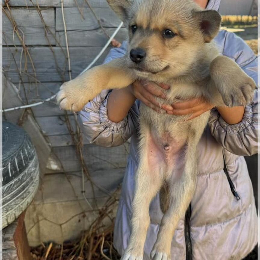 Щенок в добрые руки