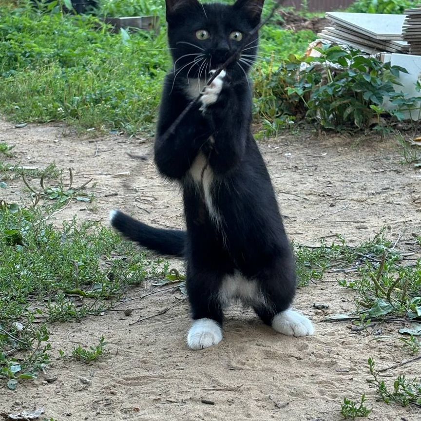 Котенок в добрые руки