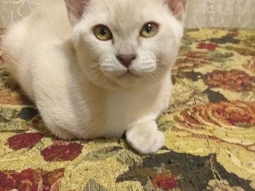 Кошка Европейская бурма