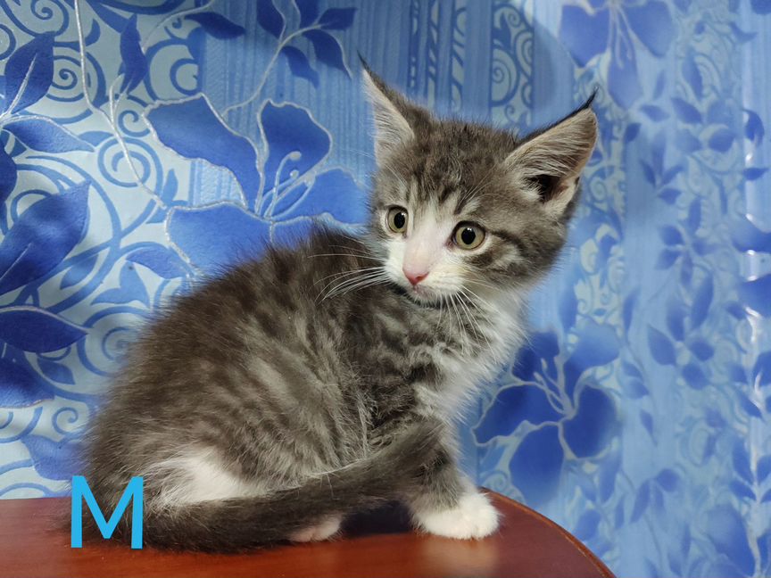 Котята мейн-кун метис