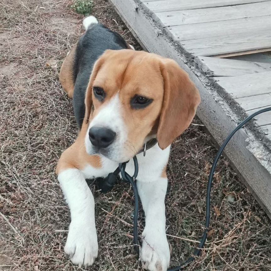 Найден молодой кобель бигль