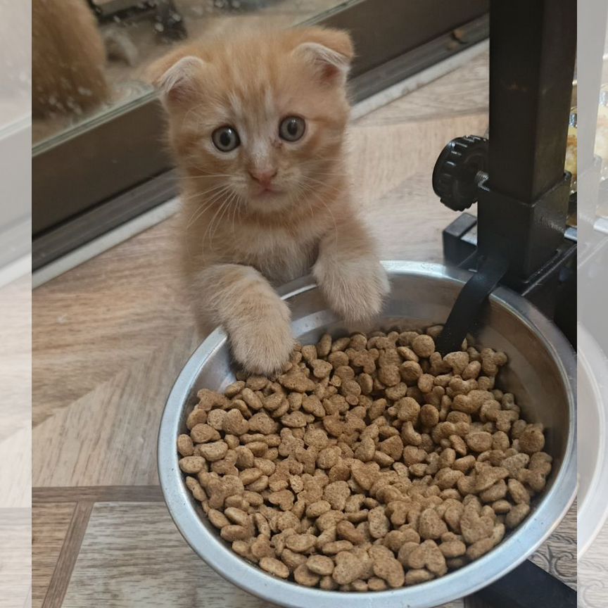 Котёнок в добрые руки