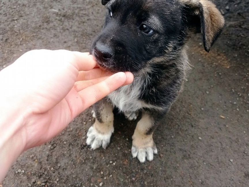Малыш ищет дом и семью
