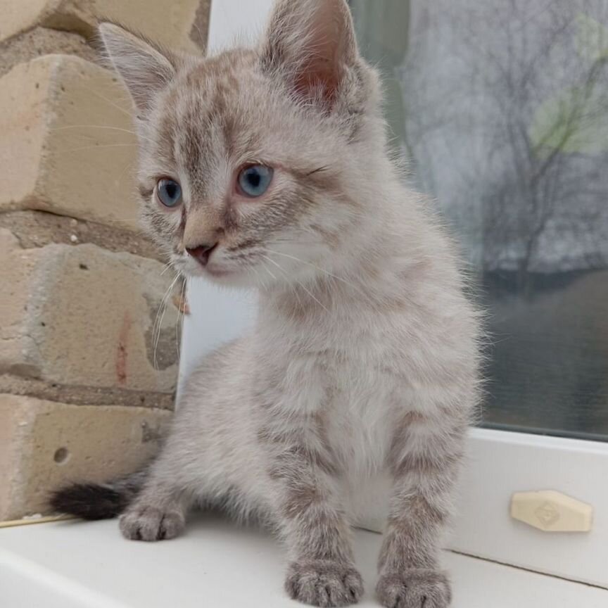 Котёнок в добрые руки