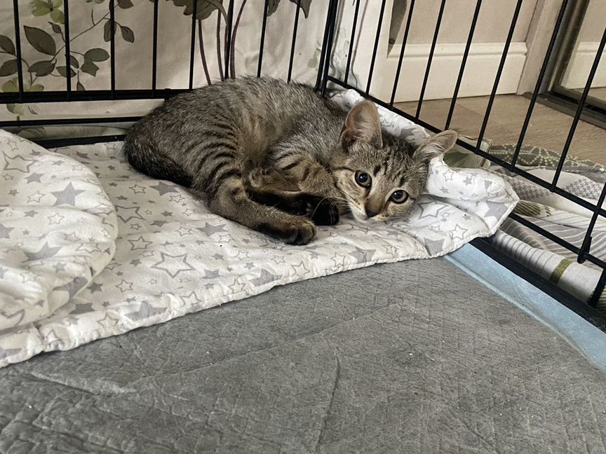 Котенок мальчик