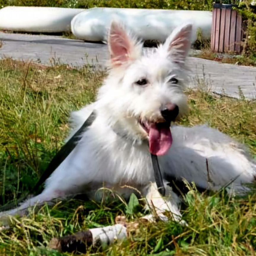 Очаровательная Жюли