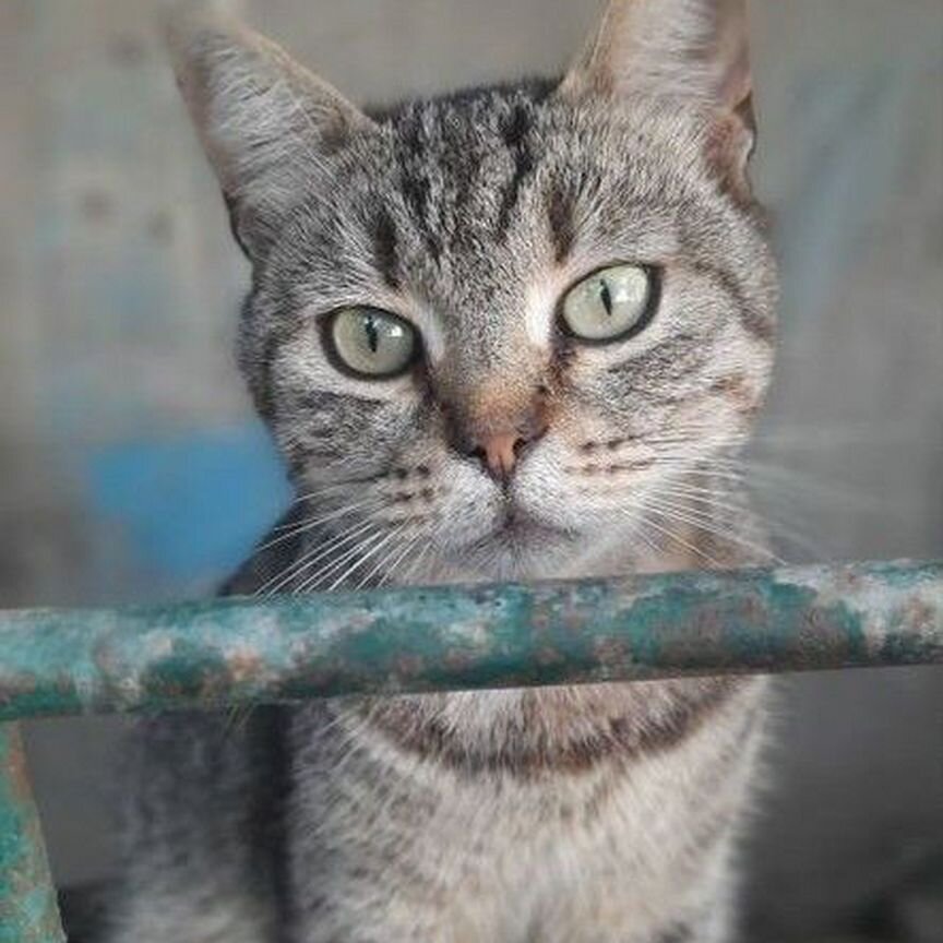 Кошечка в добрые руки