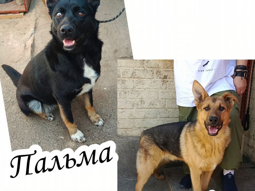 Собачки ищут семью