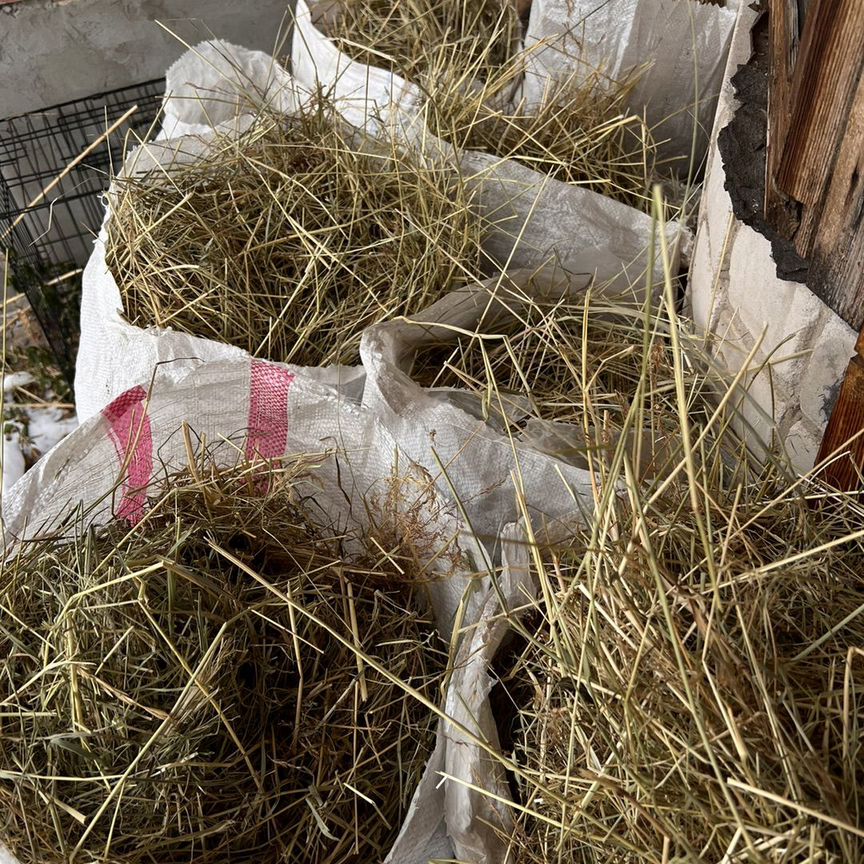 Сено для подстилки